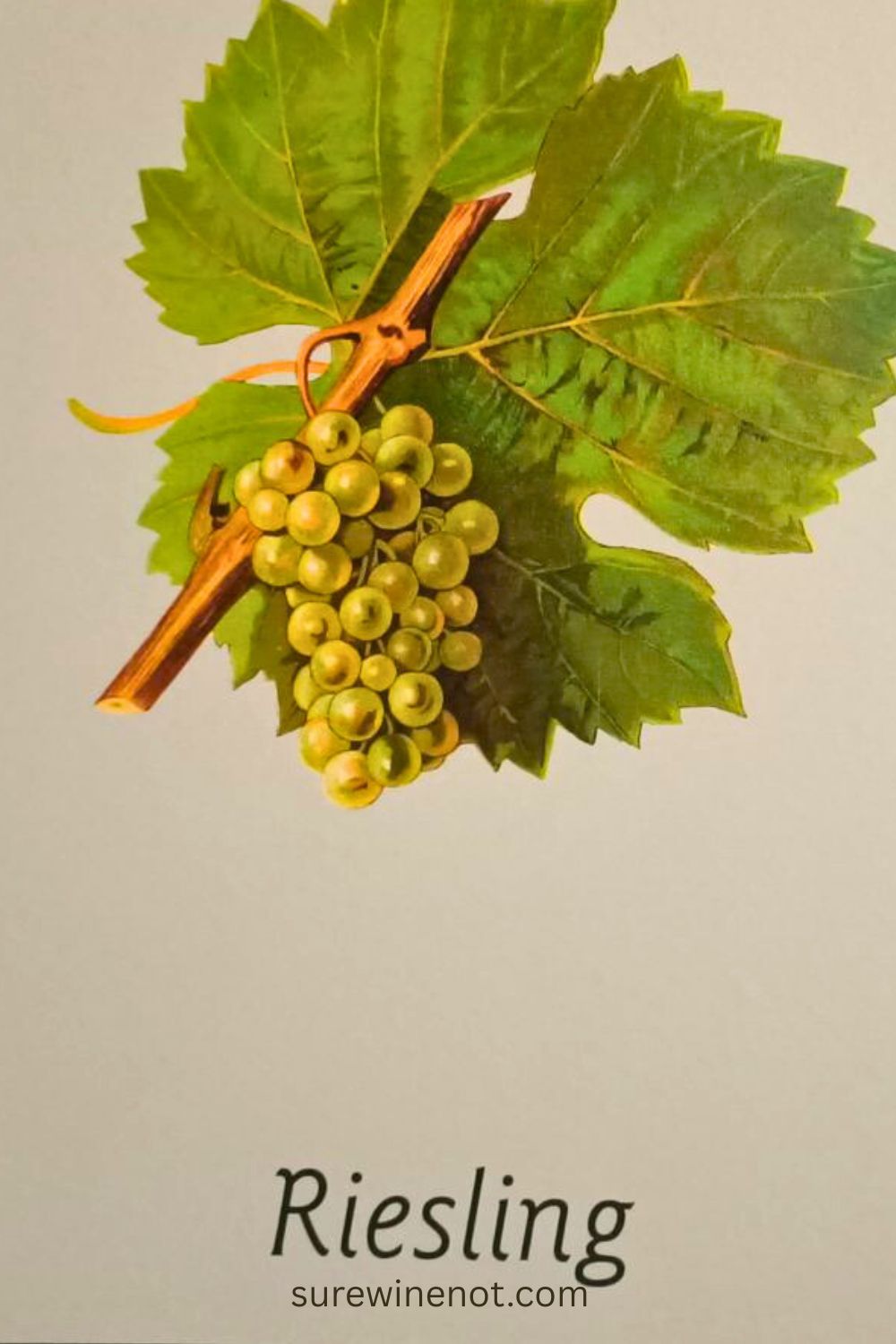 Riesling wine sweetness scale| How to tell dry from sweet - Sure wine not