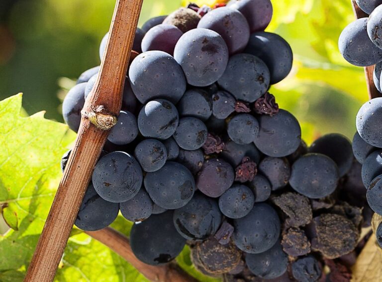 Must winemaking meaning| weight - Sure wine not